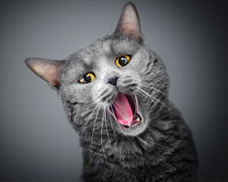 Herding Cats Marketing Update